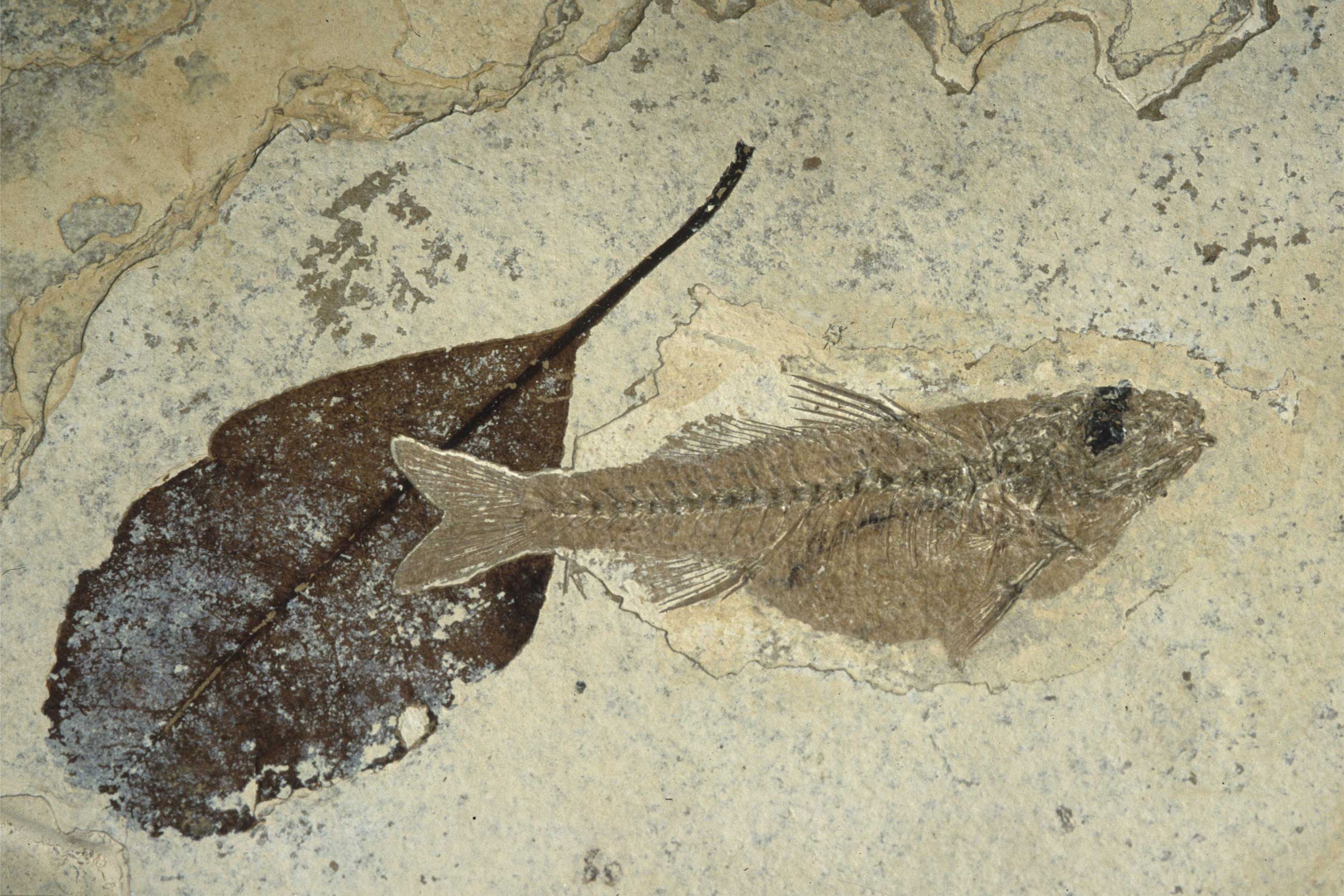 GEO_poisson_feuille_fossile - Parc naturel régional du Luberon