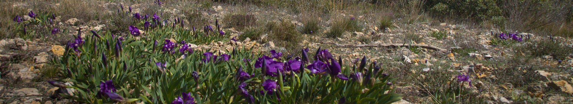 Petit Luberon - Parc naturel régional du Luberon